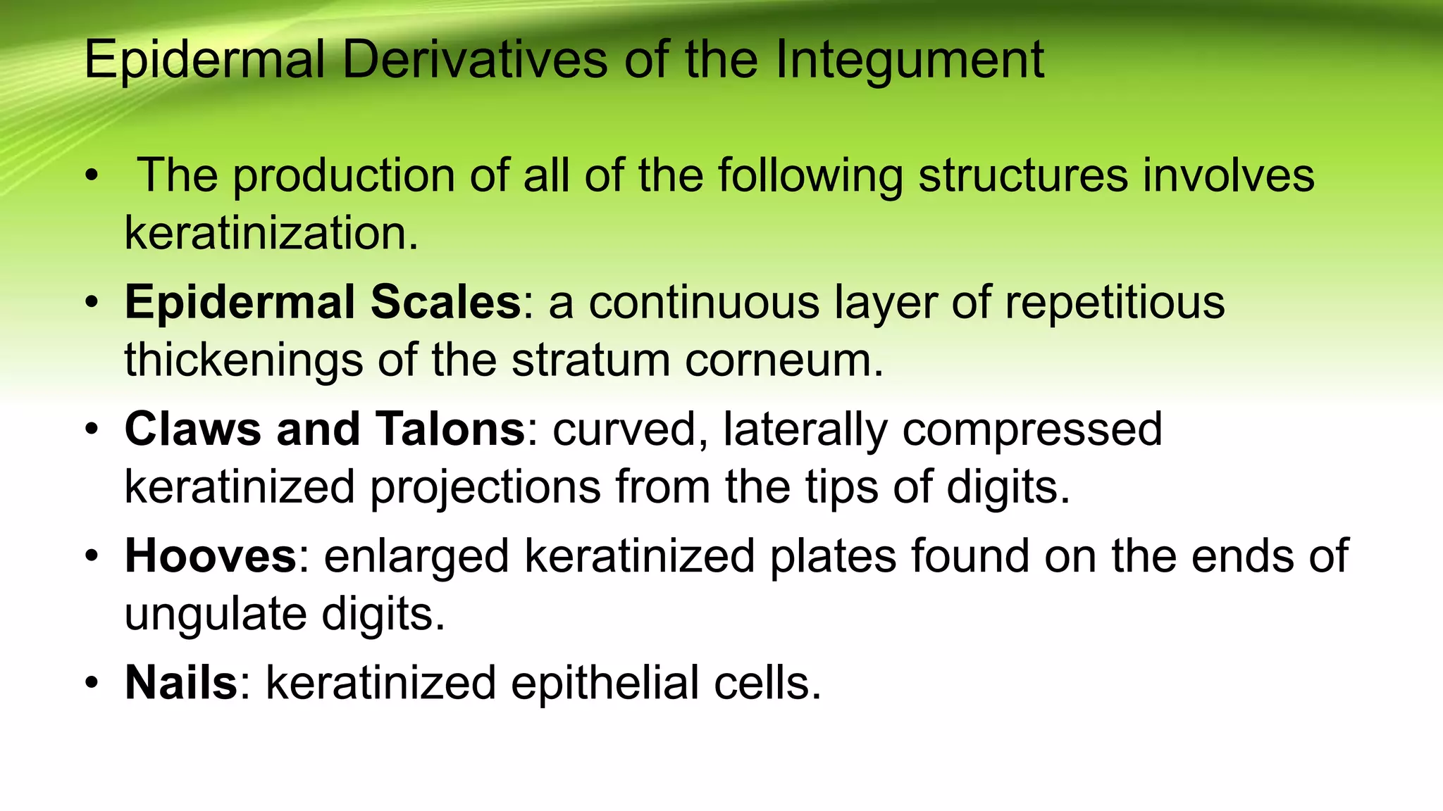 Integumentary derivative | PPTX