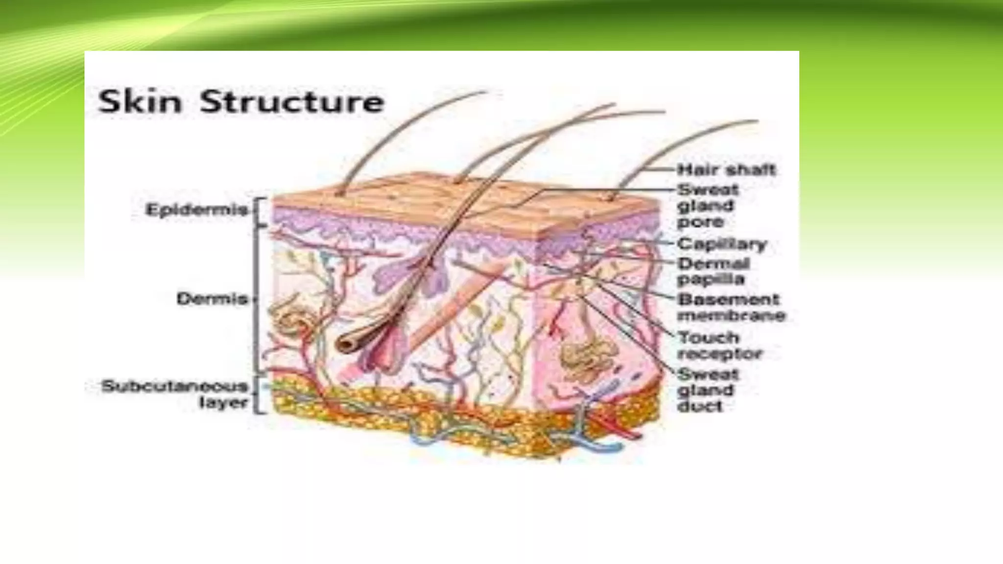 Integumentary derivative | PPTX