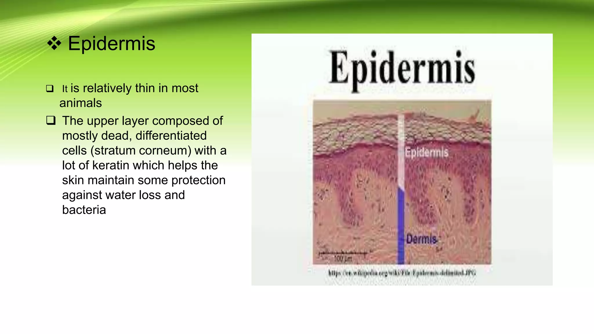 Integumentary derivative | PPTX