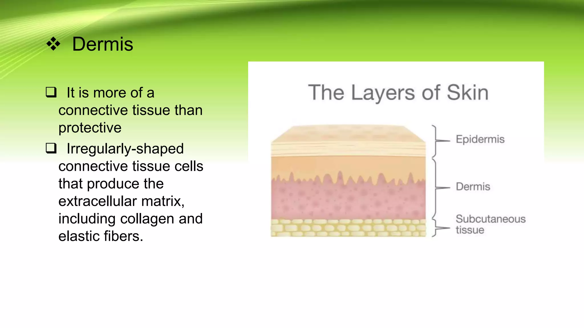 Integumentary derivative | PPTX