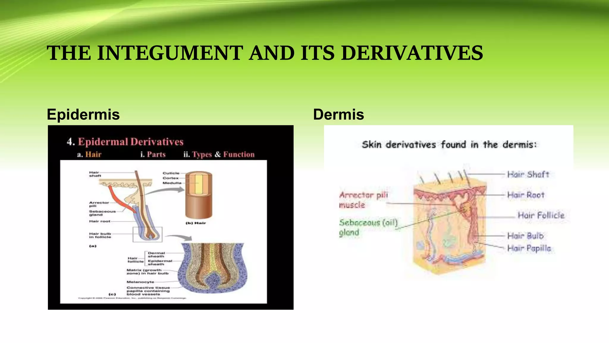 Integumentary derivative | PPTX