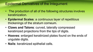 Integumentary derivative | PPTX