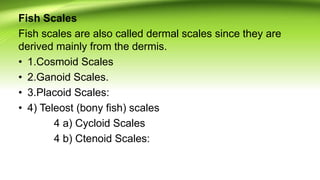 Integumentary derivative | PPTX