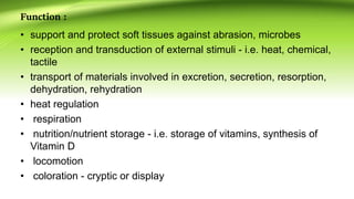 Integumentary derivative | PPTX