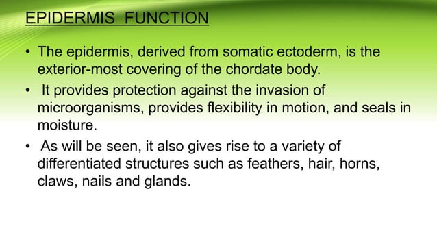 Integumentary derivative | PPTX | Dental Health | Diseases and Conditions