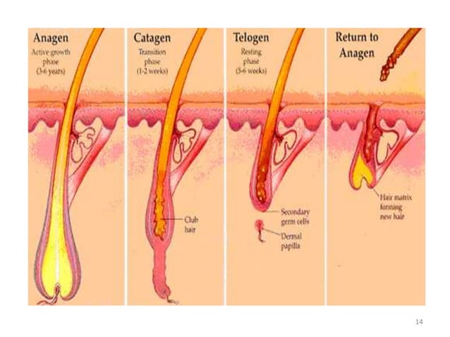 Integumentary disorders.ppt | Hair Care | Beauty