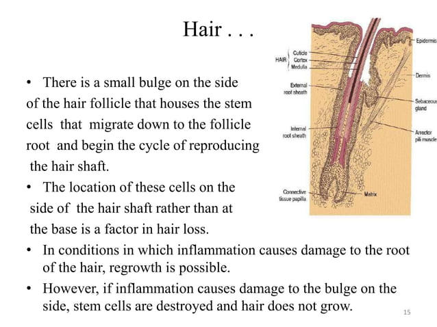 Integumentary disorders.ppt | Hair Care | Beauty