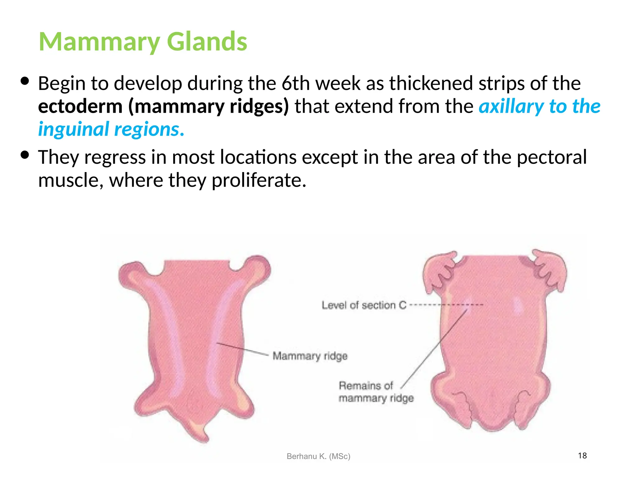 Integumentary development -Embryology.ppt