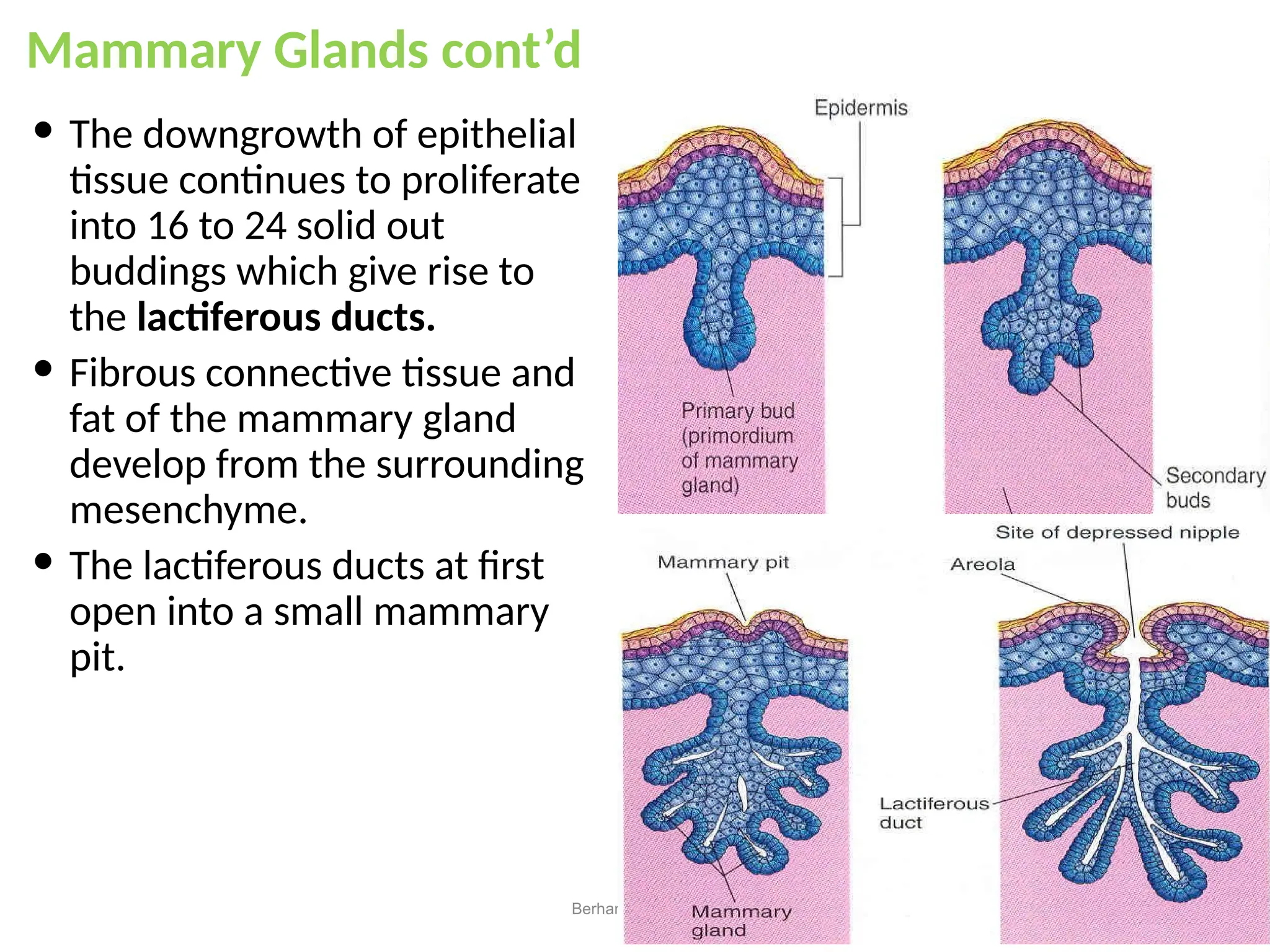 Integumentary development -Embryology.ppt