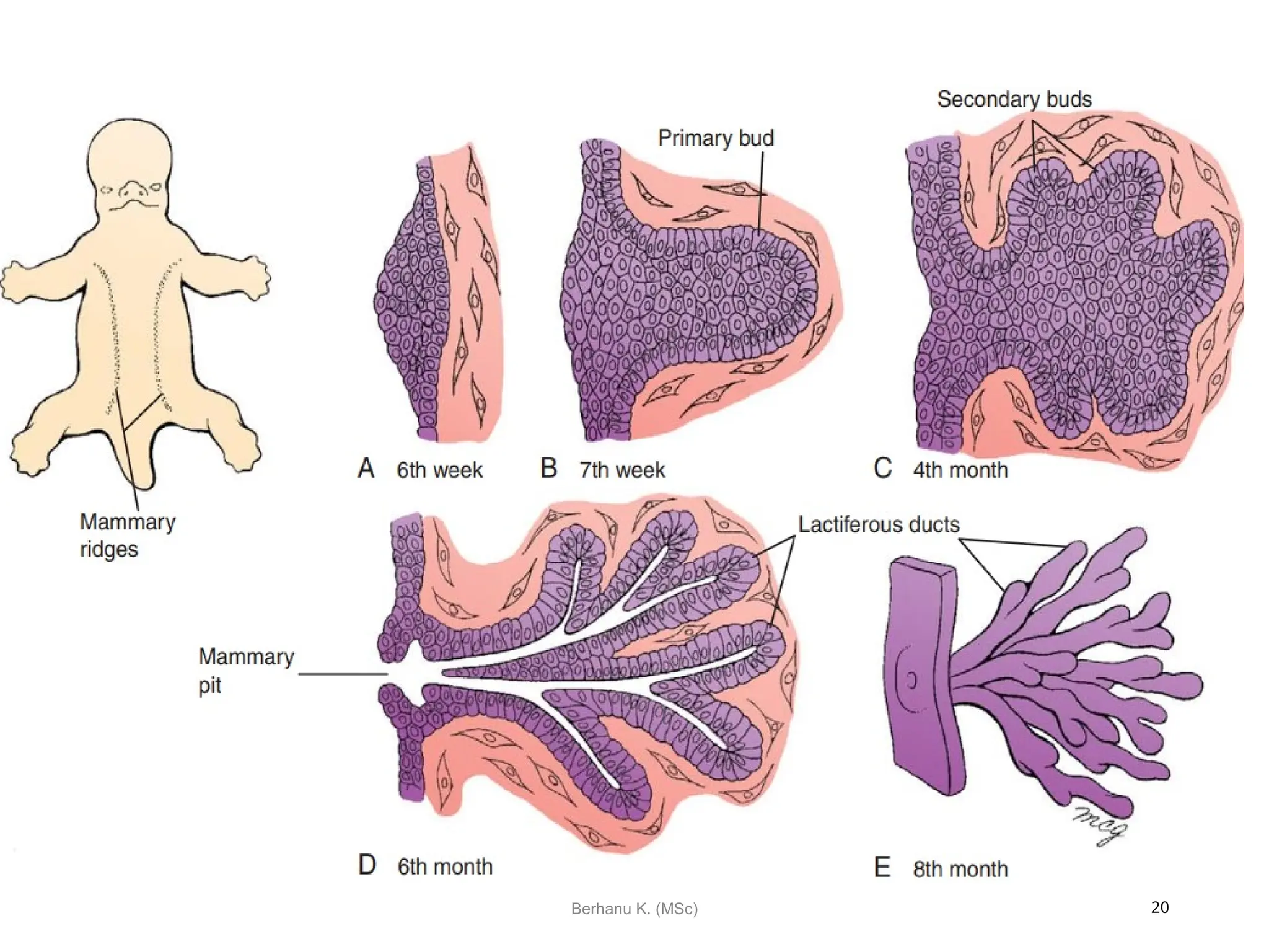 Integumentary development -Embryology.ppt