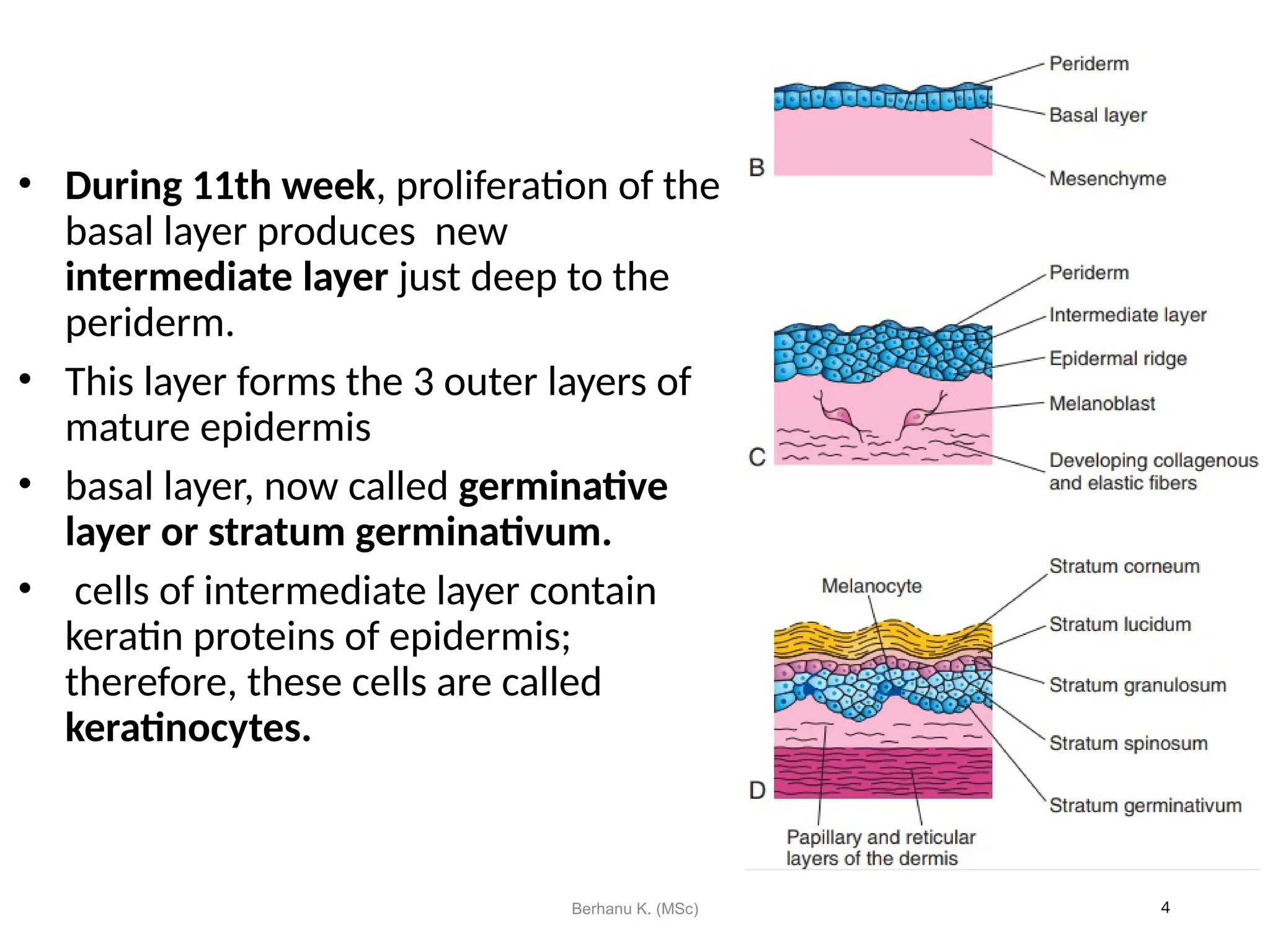 Integumentary development -Embryology.ppt