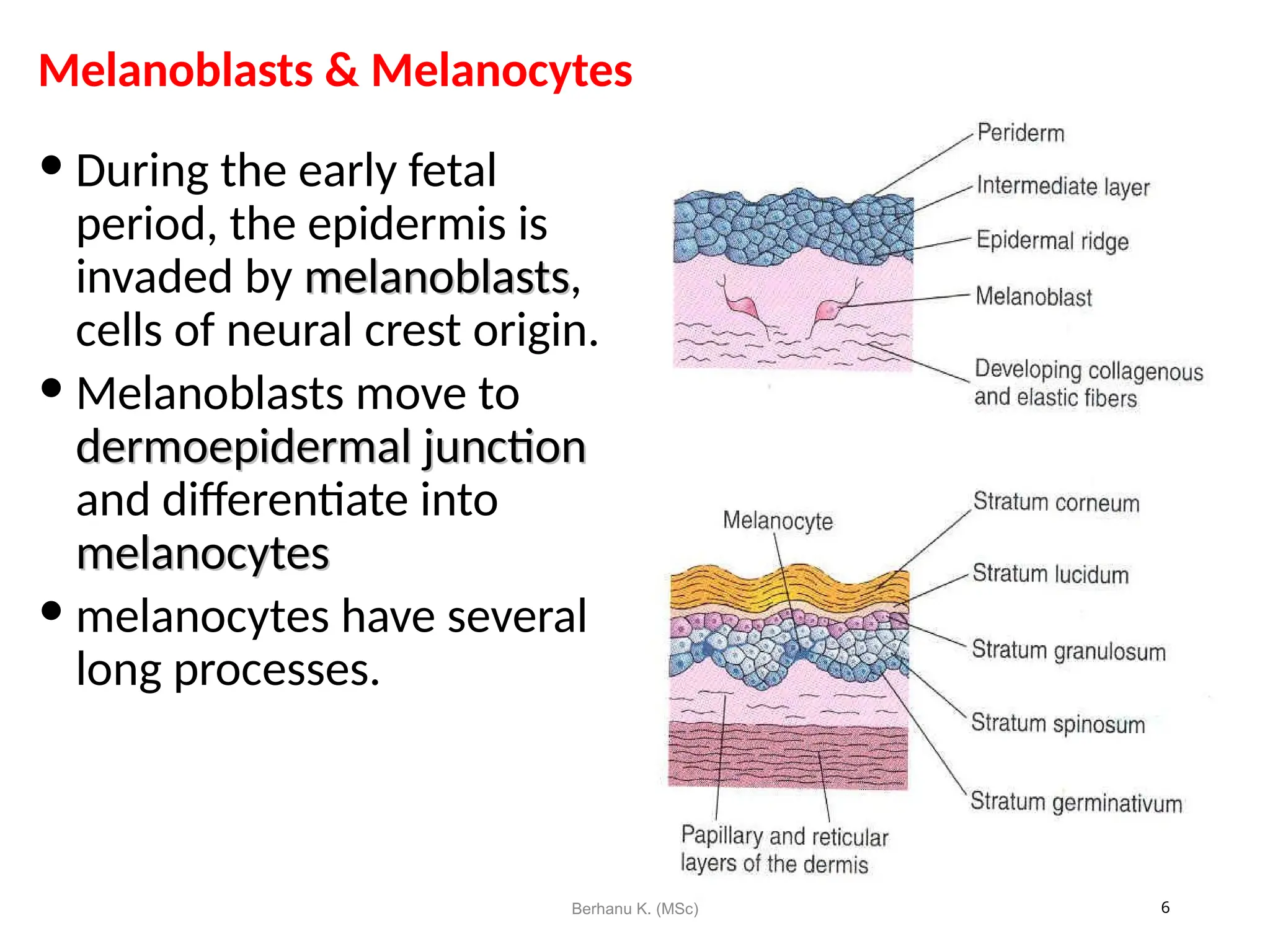 Integumentary development -Embryology.ppt