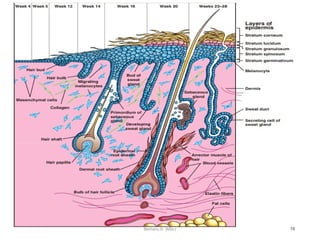 Integumentary development -Embryology.ppt