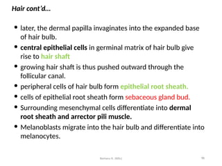 Integumentary development -Embryology.ppt