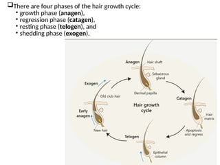Integumentary development -Embryology.ppt