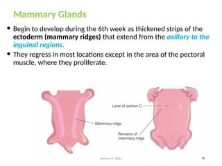 Integumentary development -Embryology.ppt