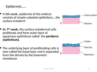 Integumentary development -Embryology.ppt