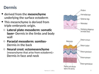 Integumentary development -Embryology.ppt
