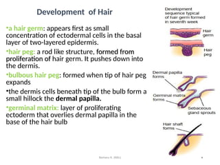 Integumentary development -Embryology.ppt