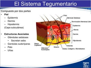 Integumentaryjorge16 esp | PPTX