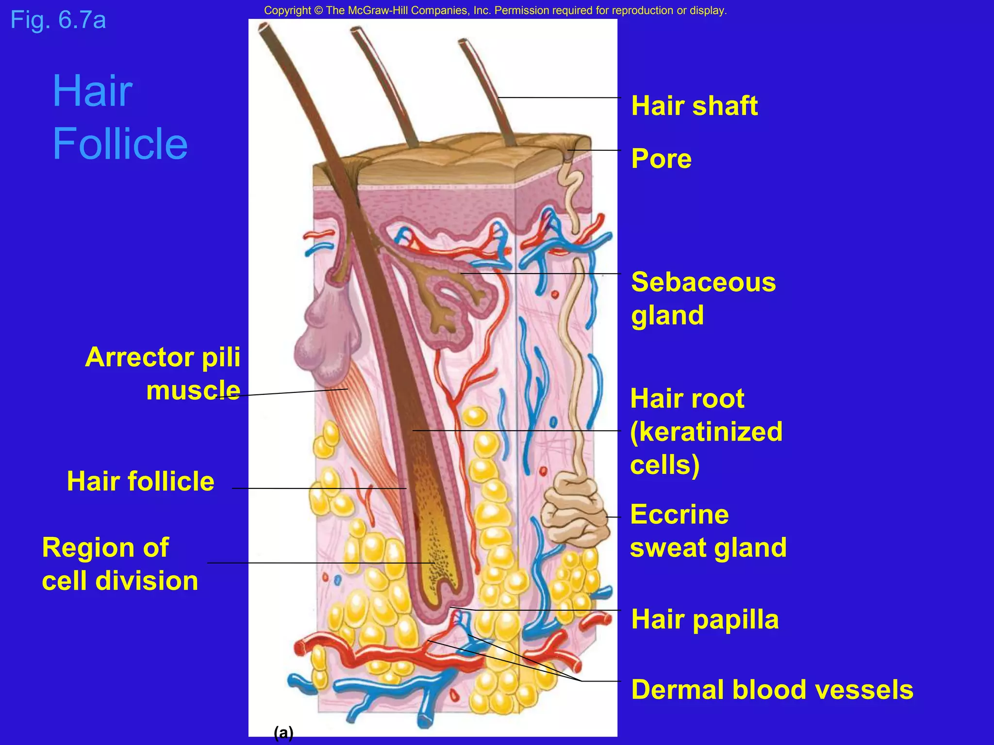 Integumentary Sys.ppt