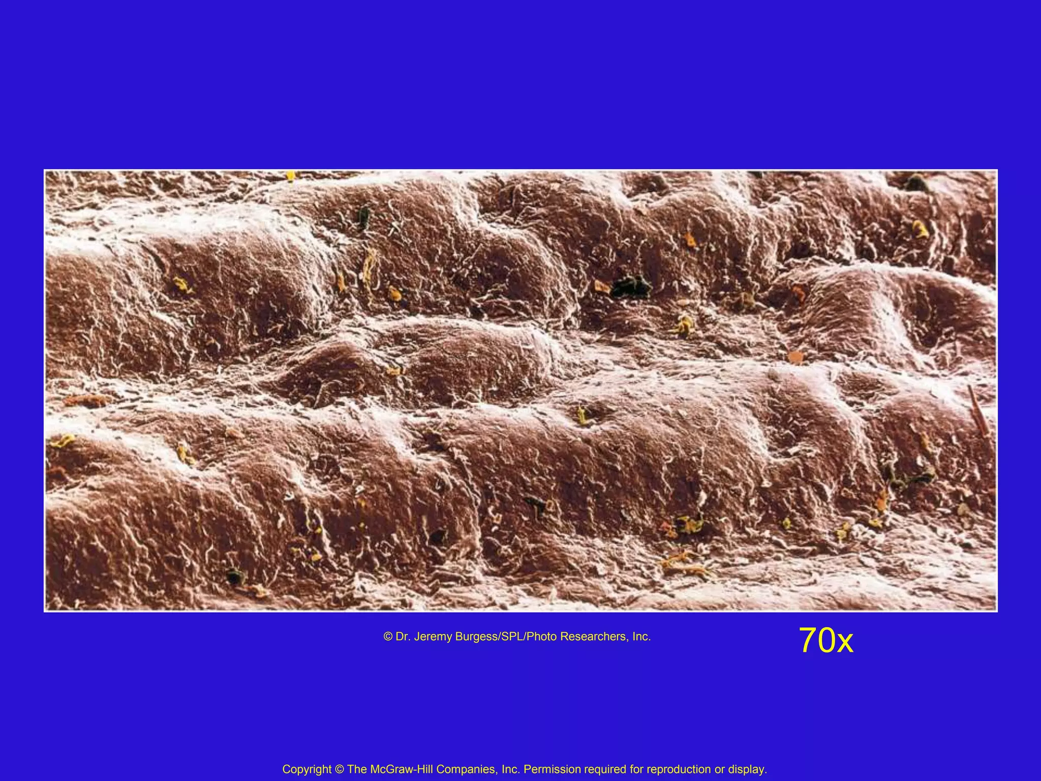 Integumentary Sys.ppt