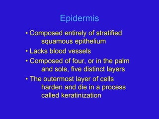 Integumentary Sys.ppt