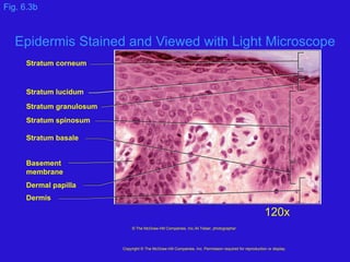 Integumentary Sys.ppt