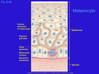 Integumentary Sys.ppt