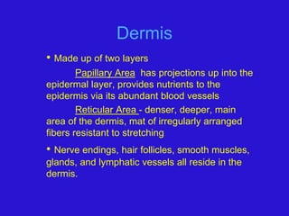 Integumentary Sys.ppt