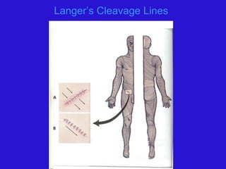 Integumentary Sys.ppt