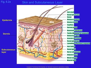 Integumentary Sys.ppt