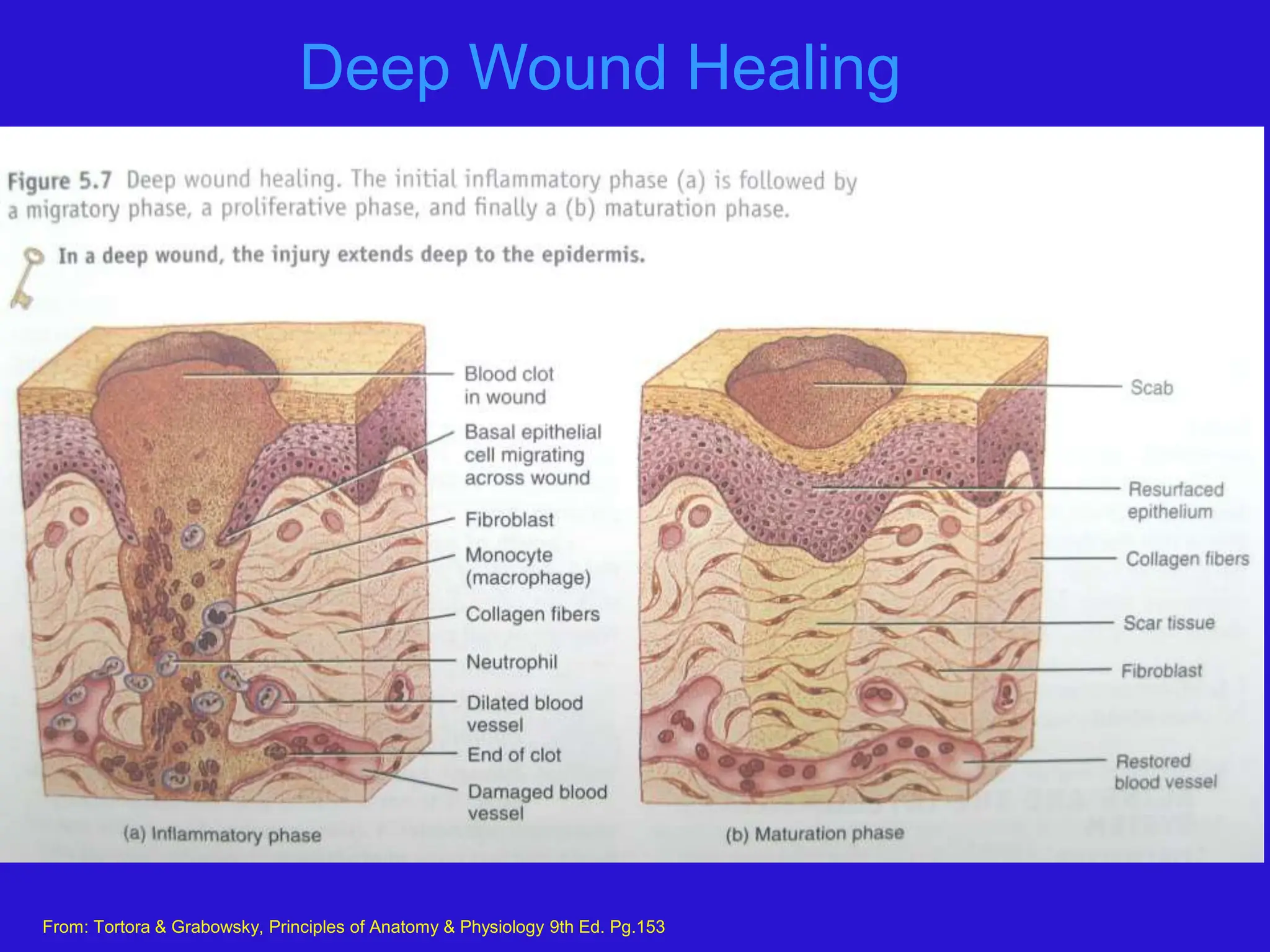 Integumentary Sys.ppt