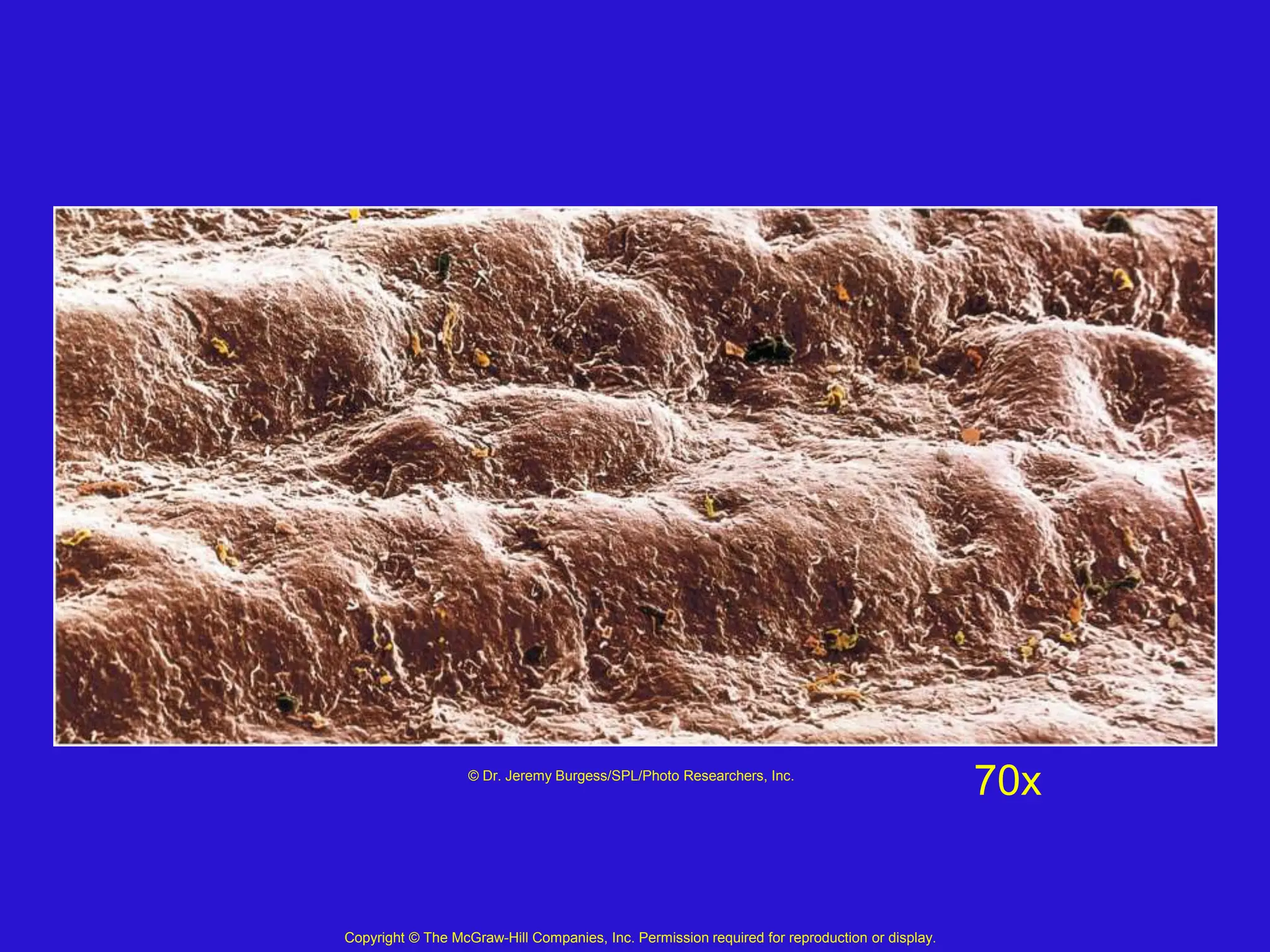Integumentary Sys.ppt