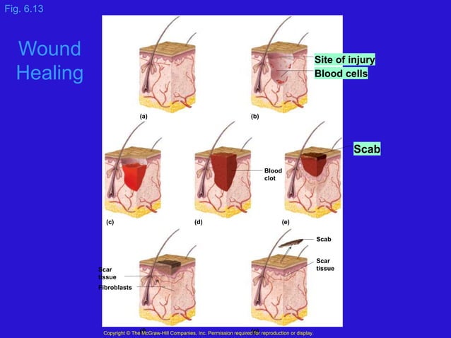 Integumentary Sys.ppt