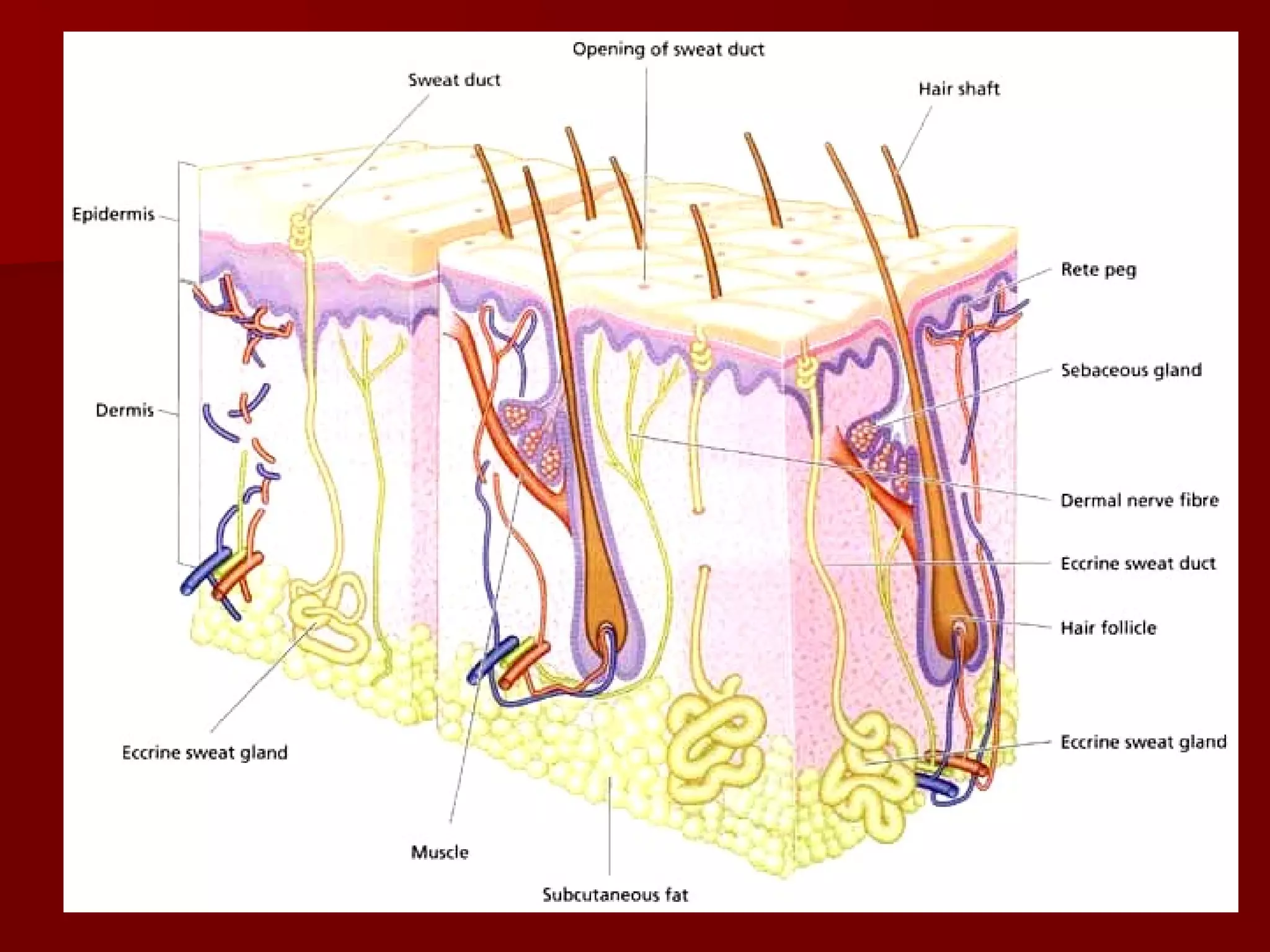 Integumentary System | PPT