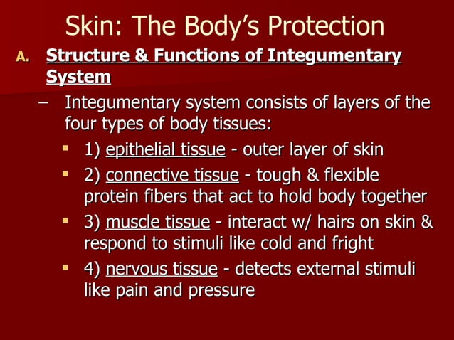 Integumentary System | PPT