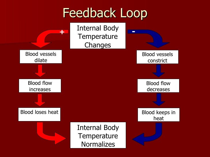 Postive Feedback Loop