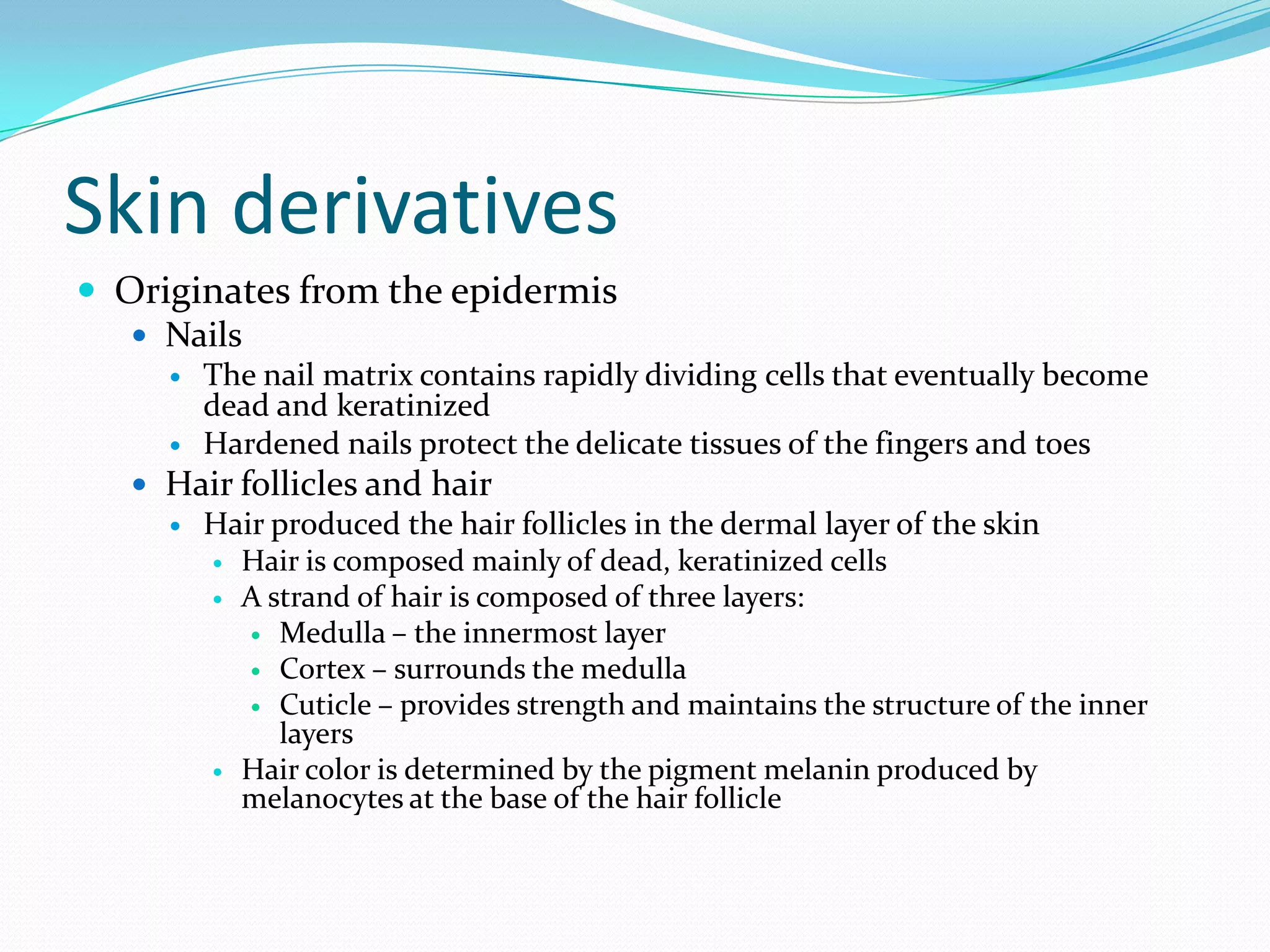 Integumentary System | PPT