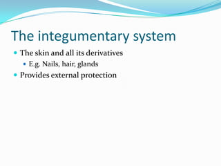 Integumentary System | PPT