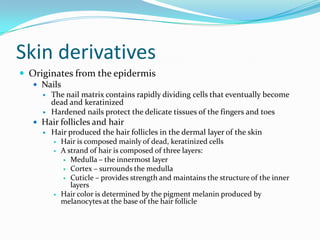 Integumentary System | PPT