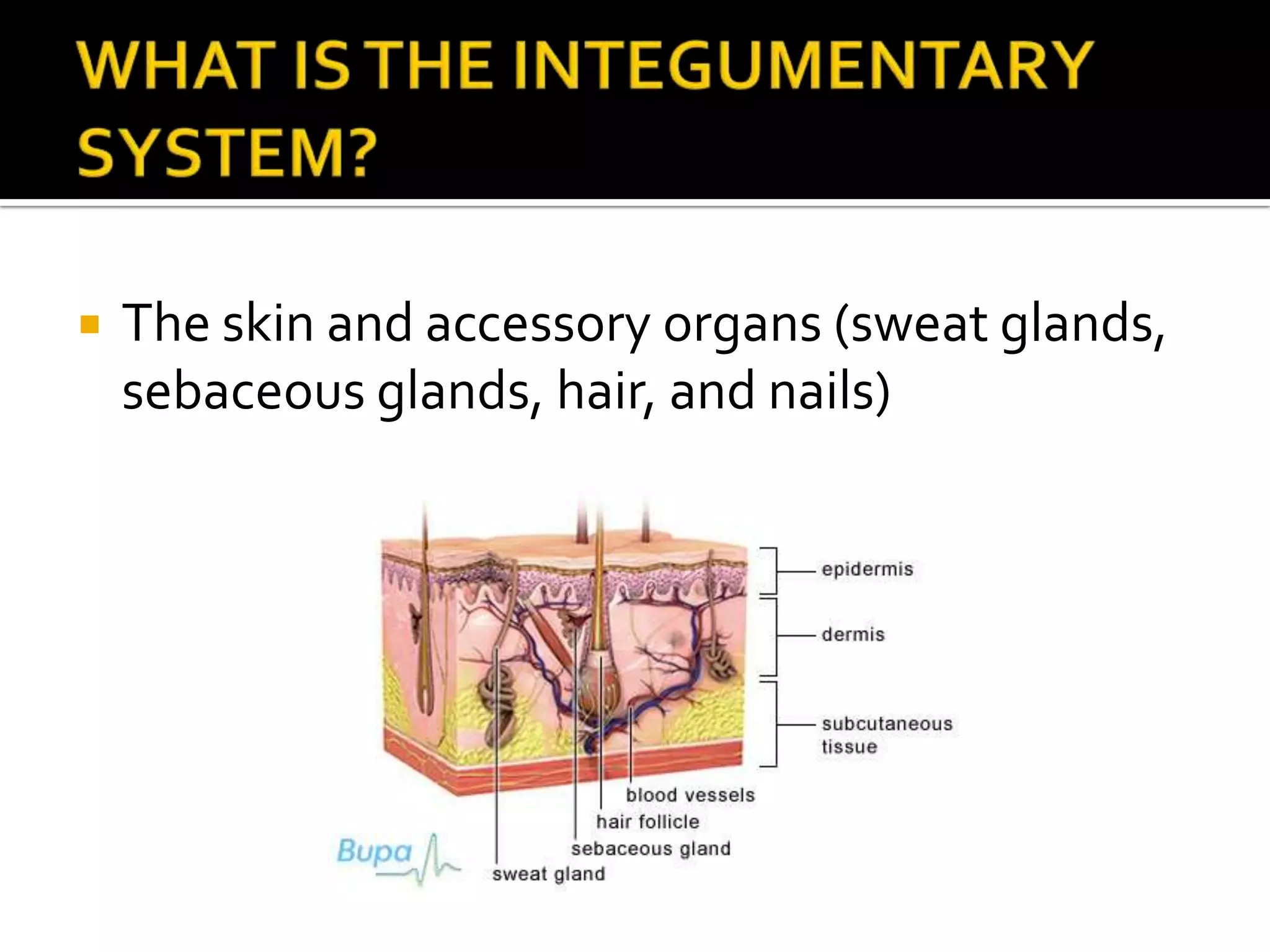 Integumentary System | PPTX