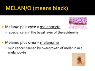 Integumentary System | PPTX