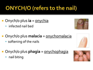 Integumentary System | PPTX