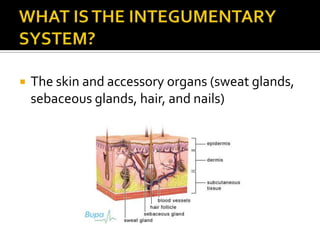 Integumentary System | PPT