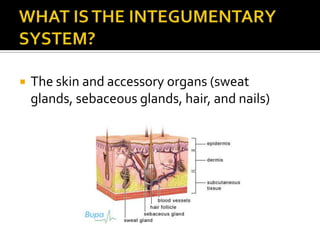 Integumentary System | PPTX