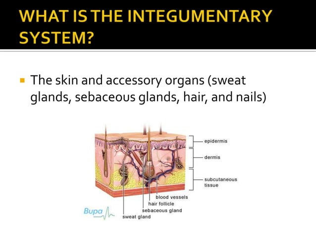 Integumentary System | PPTX
