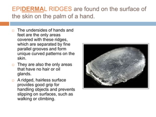 Integumentary System | PPTX