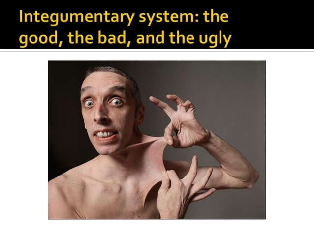 Integumentary System Ppt