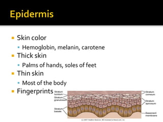 Integumentary system | PPTX